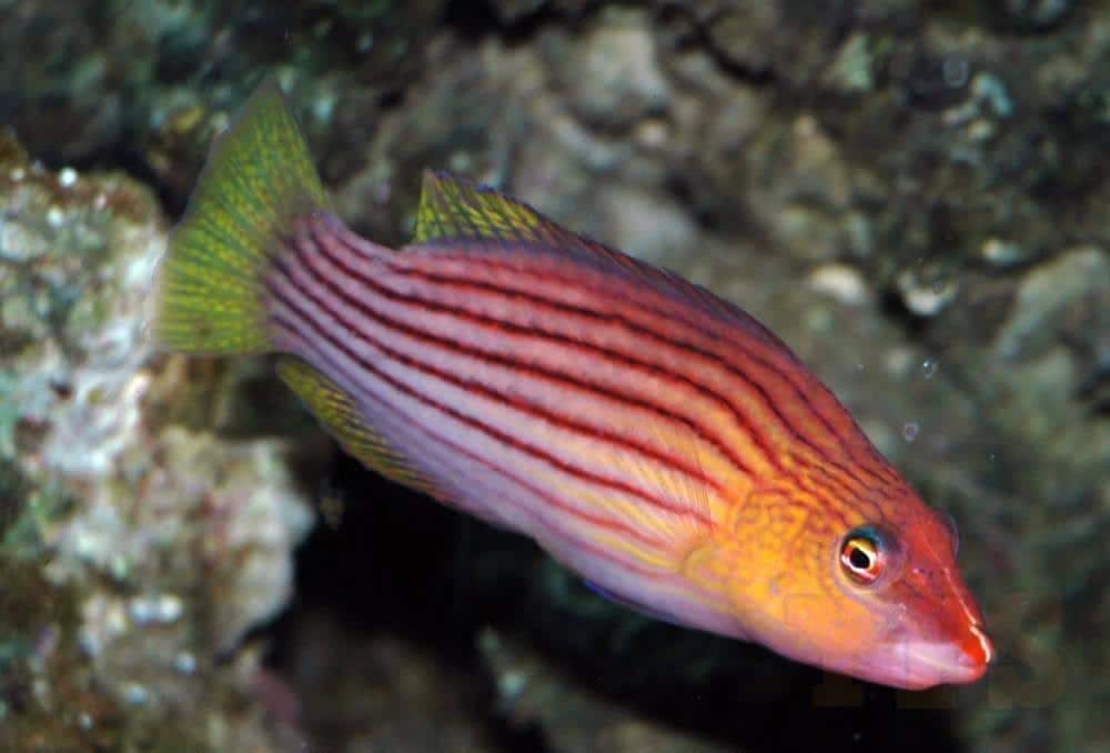 Eight Lined Wrasse Red Sea | Reef Lab Aquatics